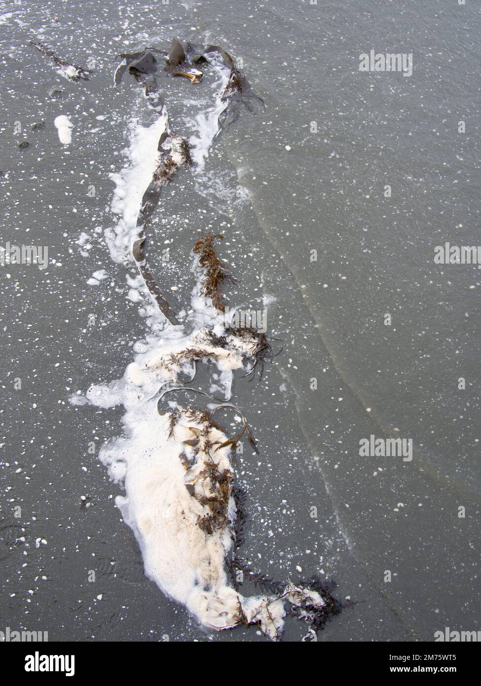 Seaweed On The Beach Stock Photo - Alamy
