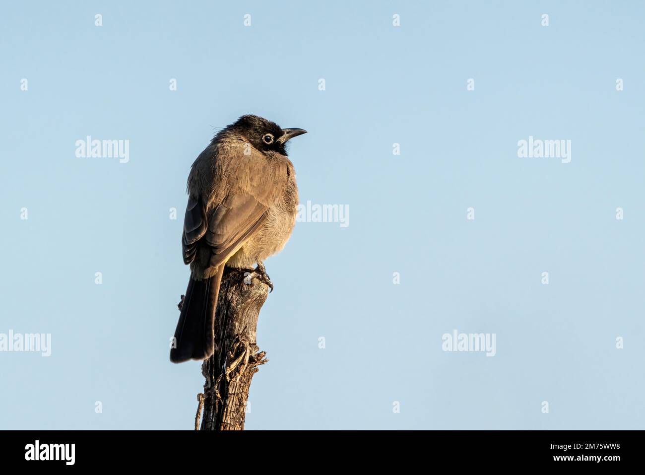 Blue nightingale hi-res stock photography and images - Alamy