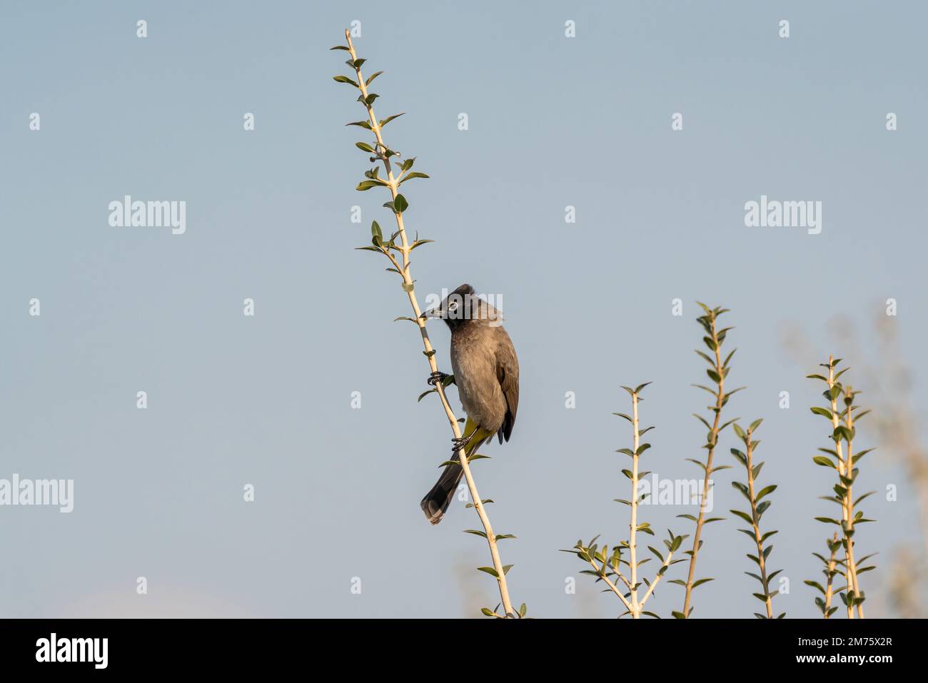 Blue nightingale hi-res stock photography and images - Alamy