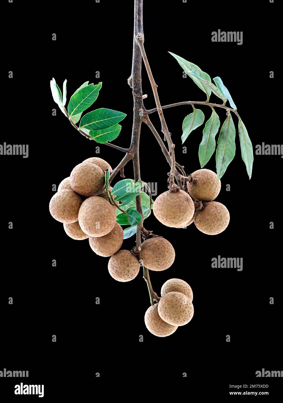 A cluster of longan edible fruit isolated on black background, vertical ...