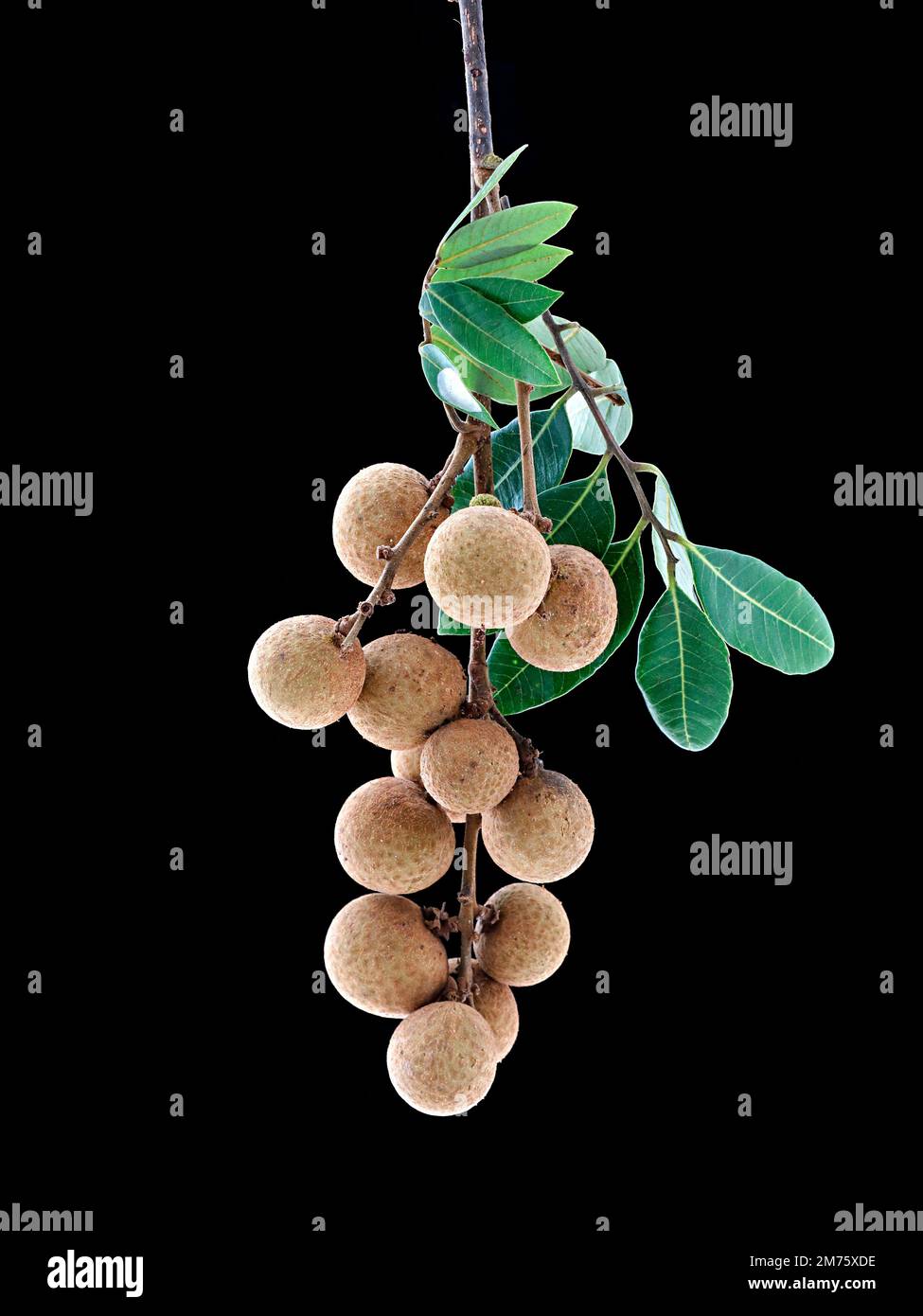 A cluster of longan edible fruit isolated on black background, vertical ...