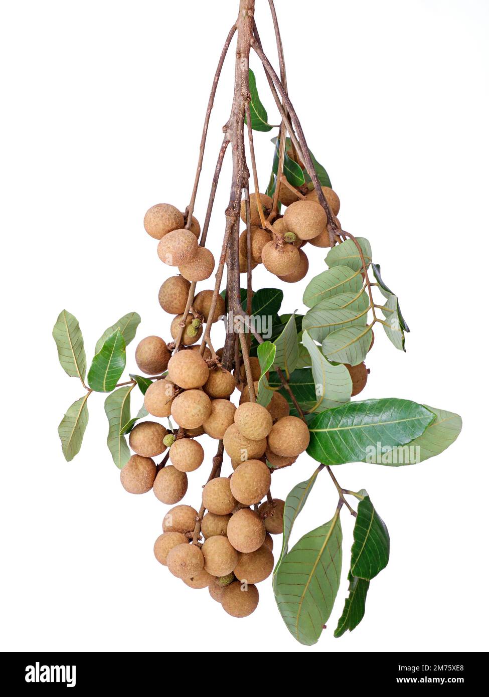 A cluster of longan edible fruit isolated on white background, vertical ...