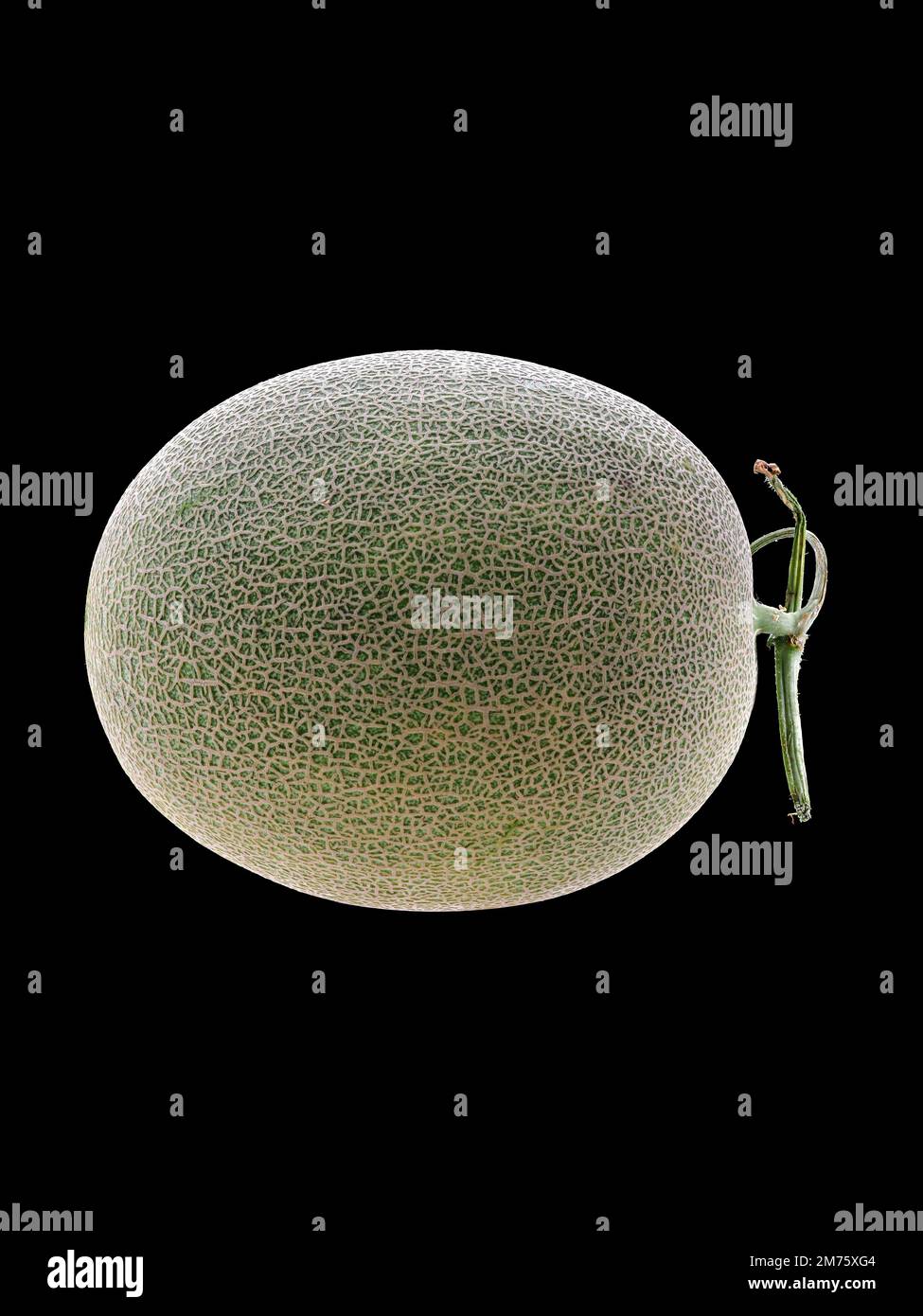 A fruit cantaloupe isolated on black background Stock Photo - Alamy
