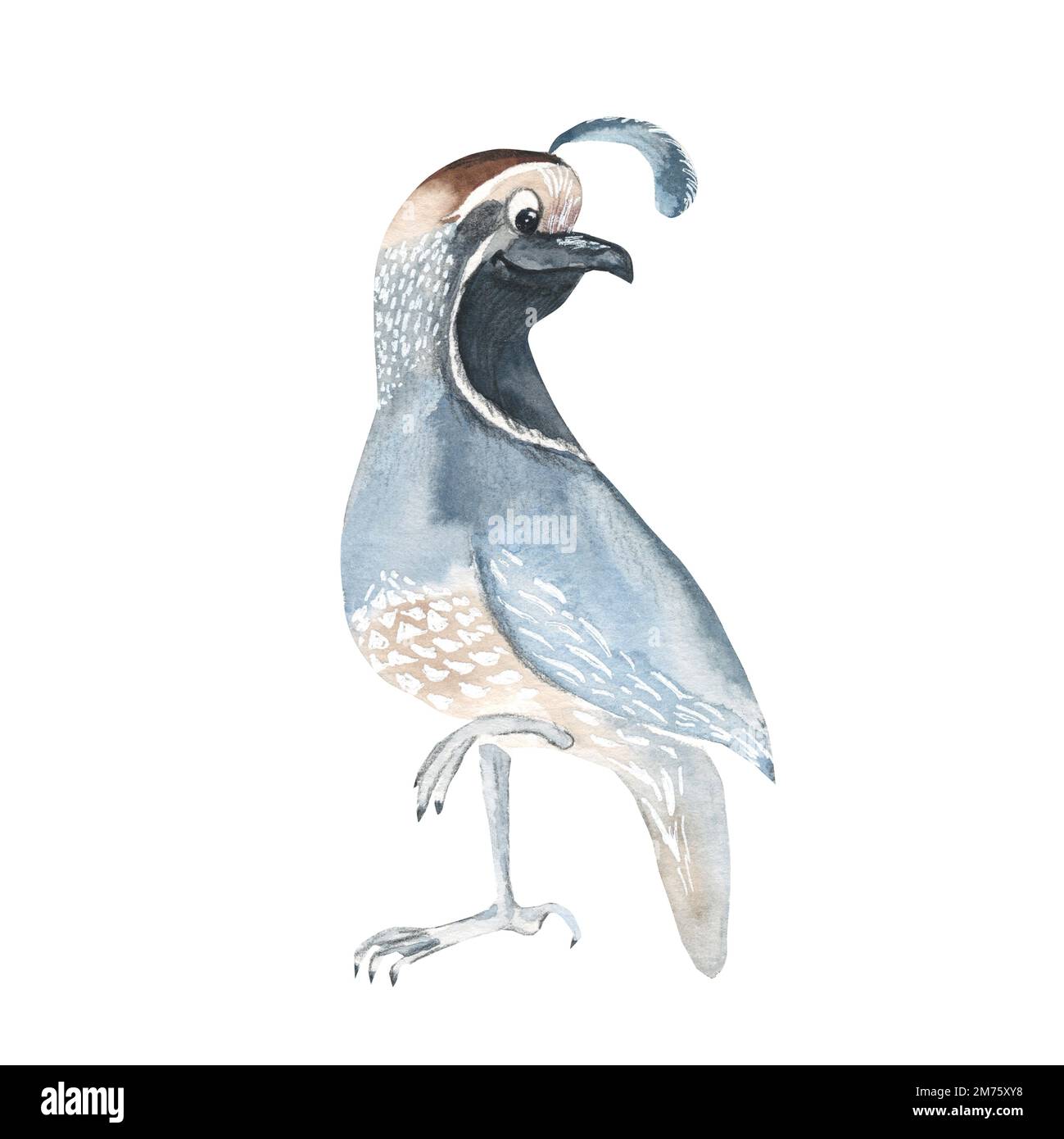 Cute quail isolated on white background. Watercolor hand drawn ...