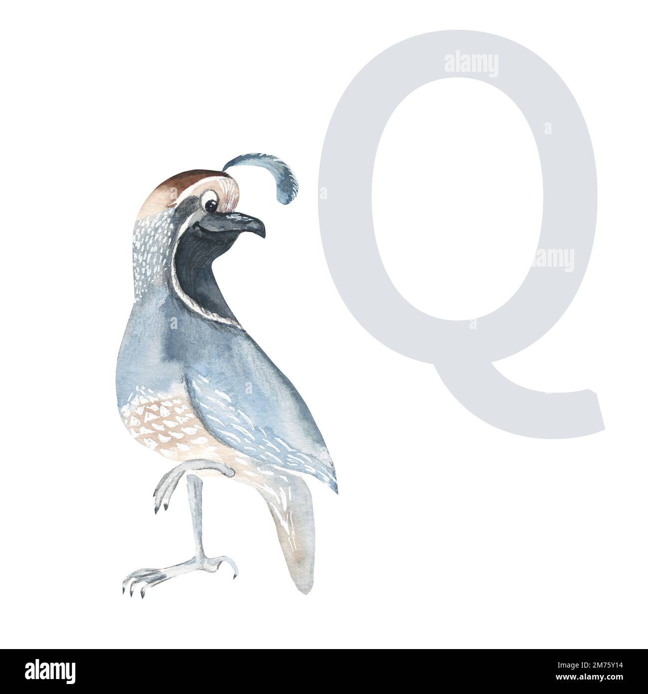 Letter Q, quail, cute kids animal ABC alphabet. Watercolor illustration ...
