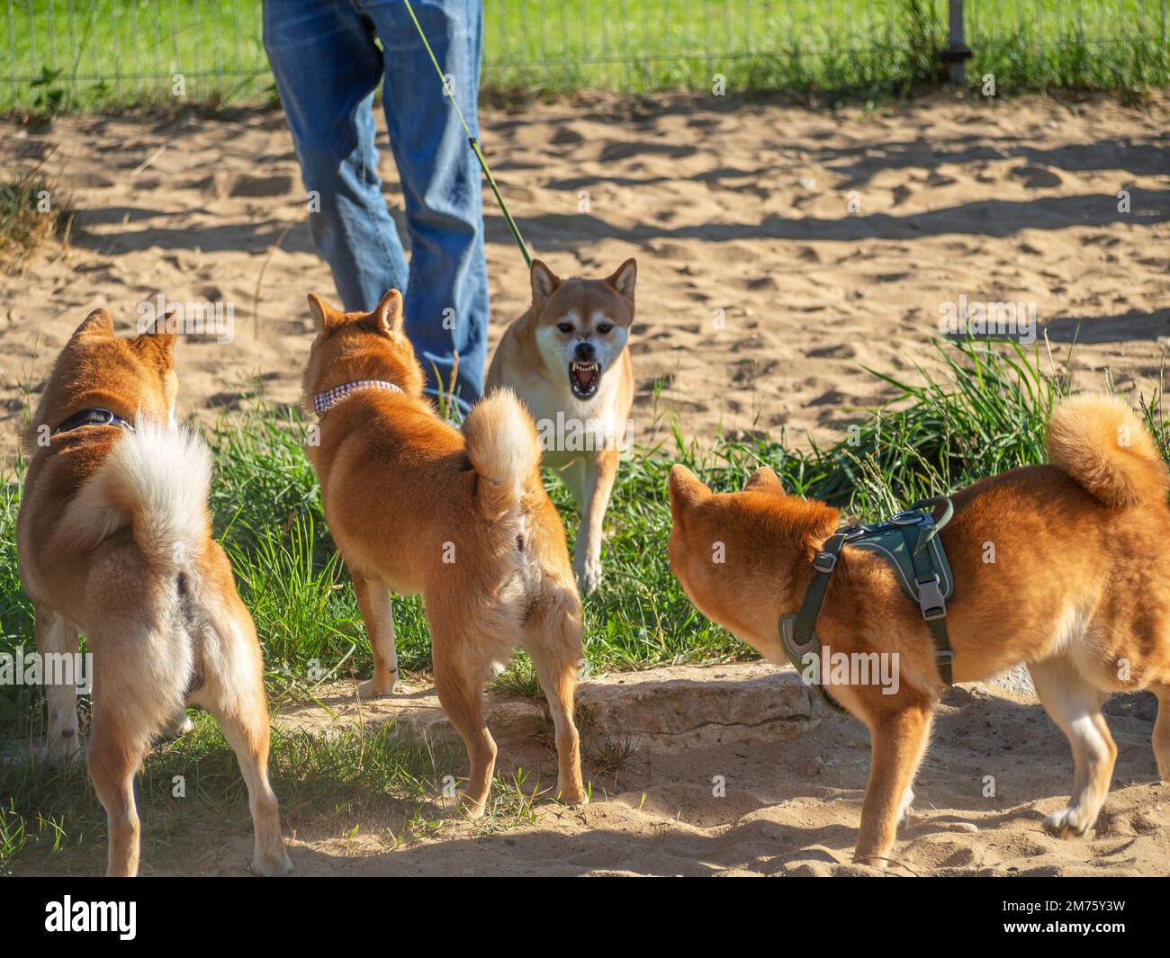 Shiba Inu plays on the dog playground in the park. Cute dog of shiba ...