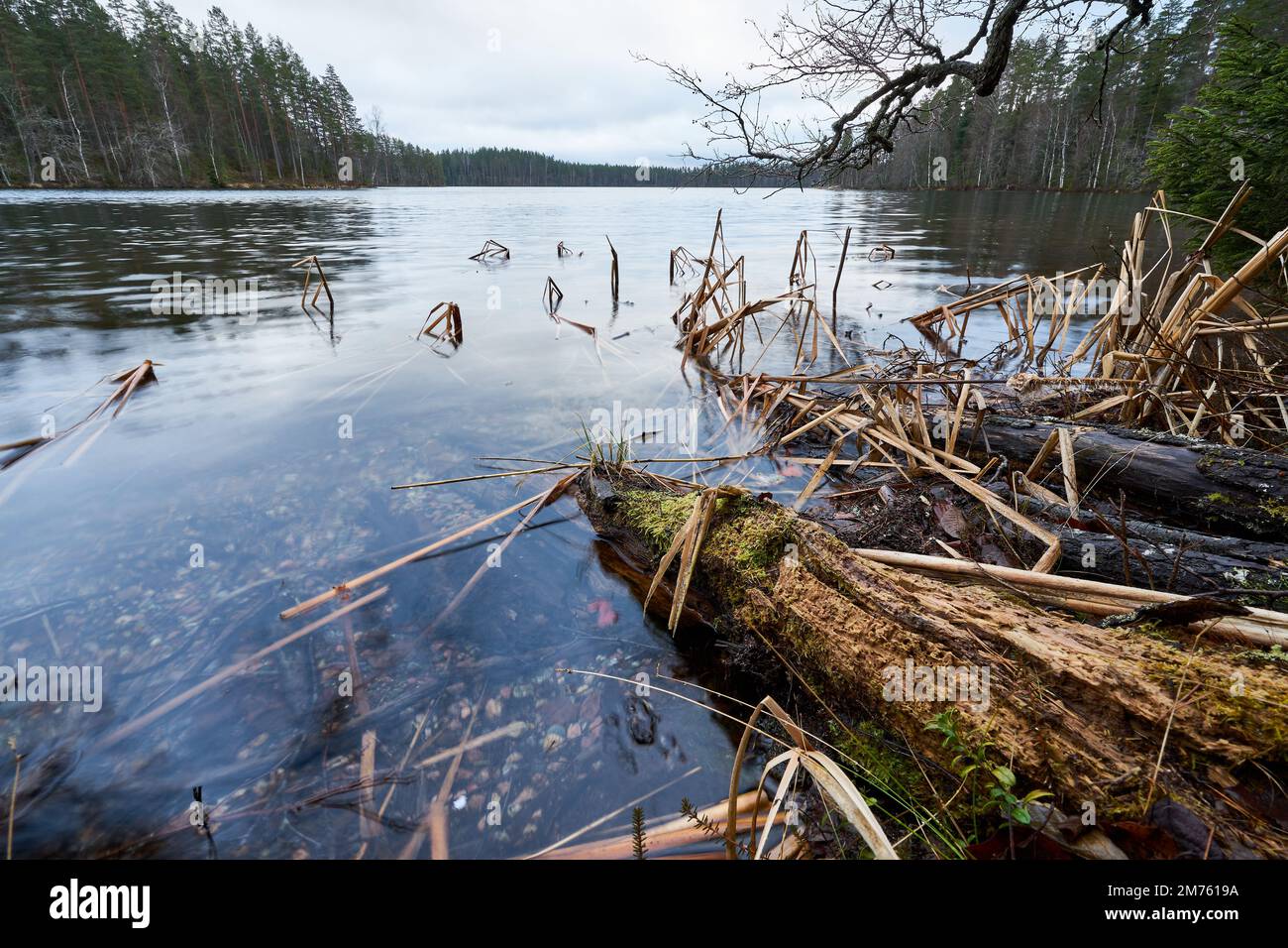 A closeup shot of an image of big tree roots on the lake Stock Photo ...