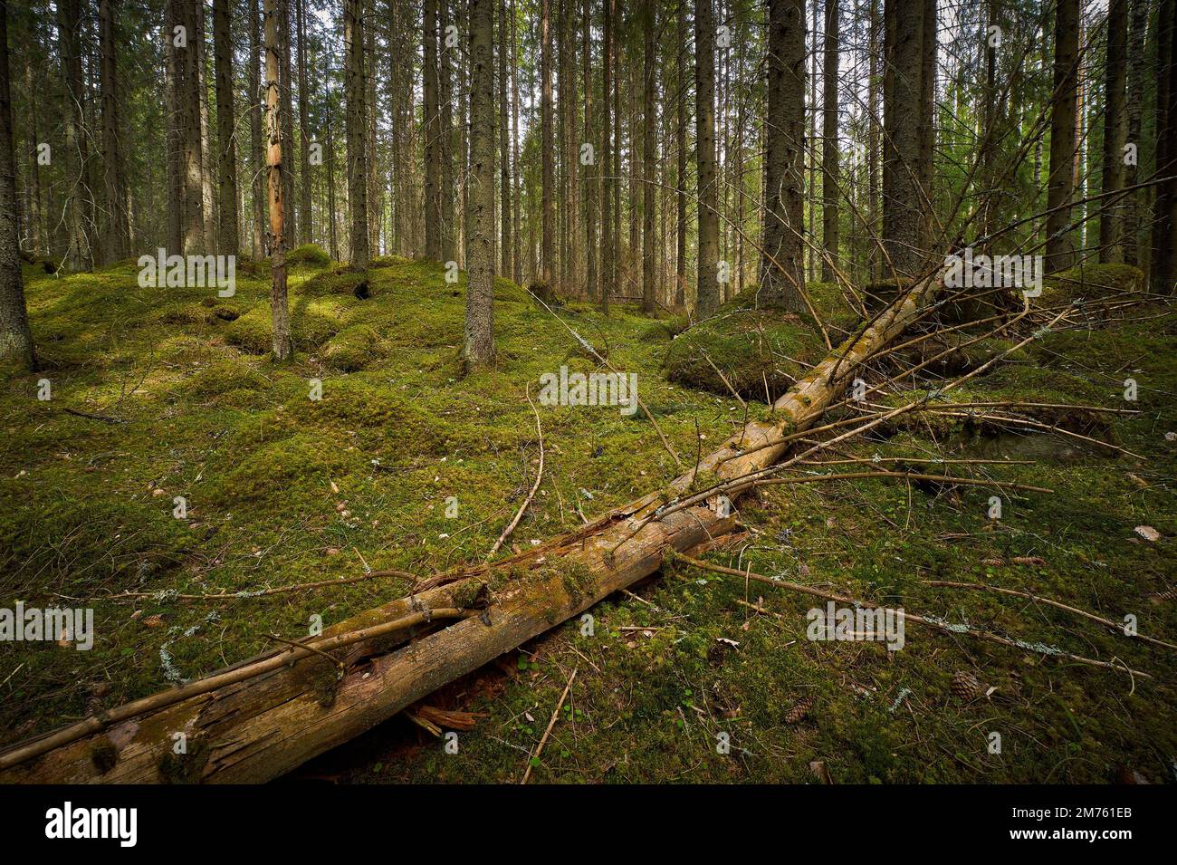 An image of a fallen root of the tree on the forest Stock Photo - Alamy