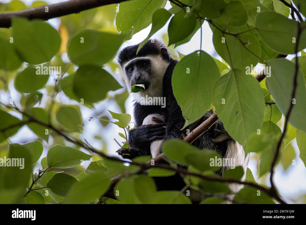 Black and white monkey hi-res stock photography and images - Alamy