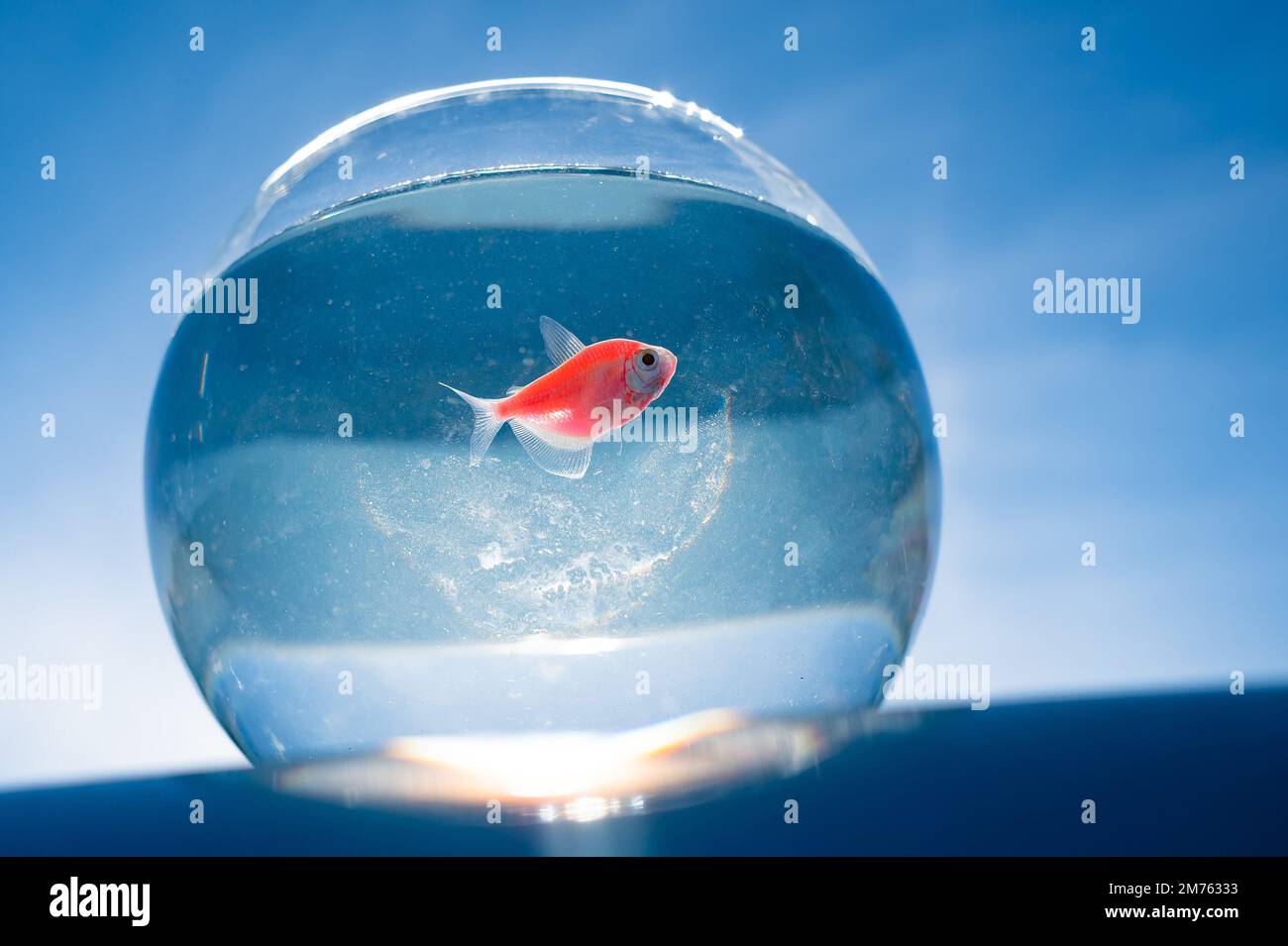 Goldfish swims in clear water hi-res stock photography and images - Alamy