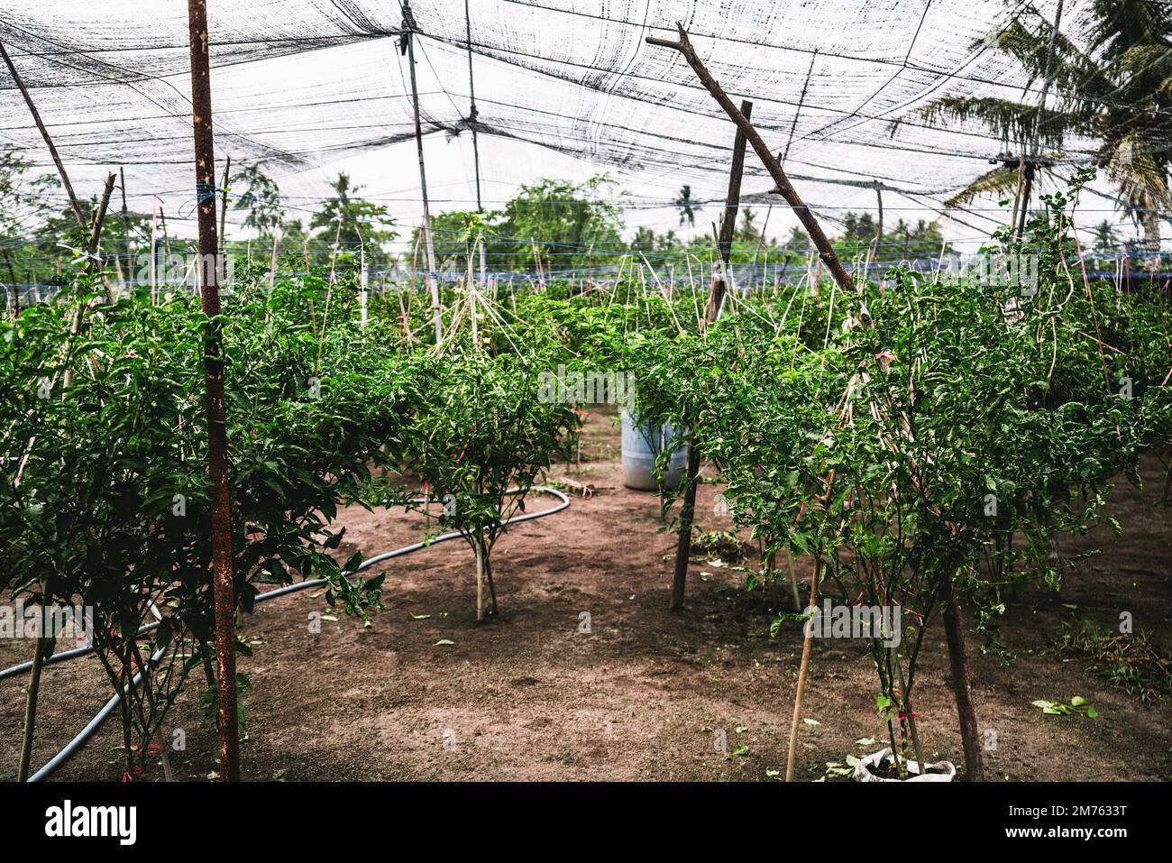 Wide view of growing tree seedlings in a nursery, right on the ground ...