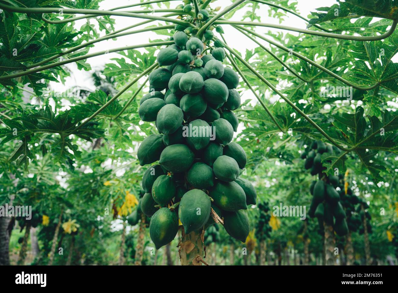 Closeup view of several green papaya fruits growing on a tree on the ...