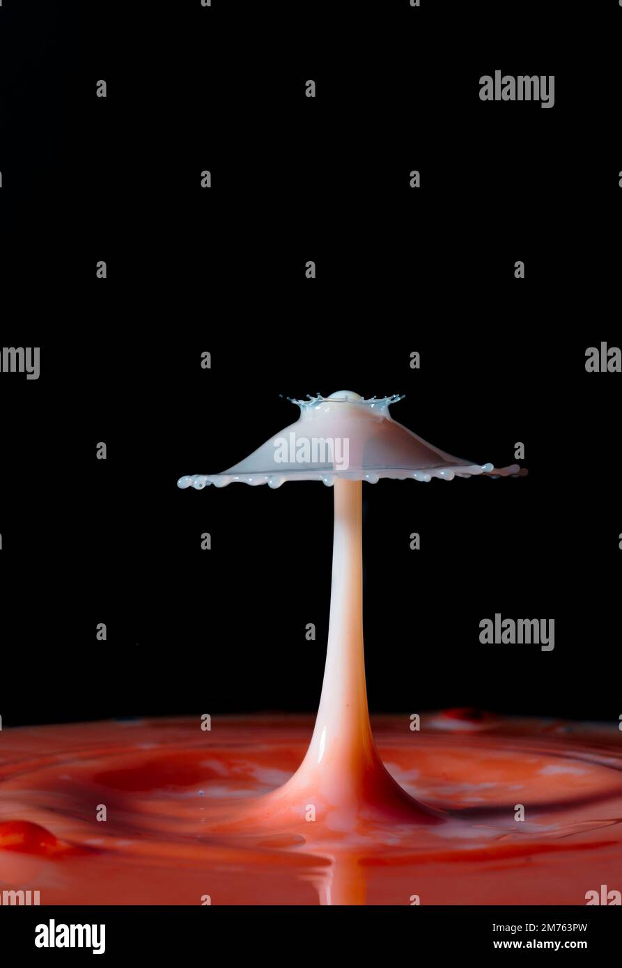 image of collision of milk droplets forming a beautiful tall umbrella ...