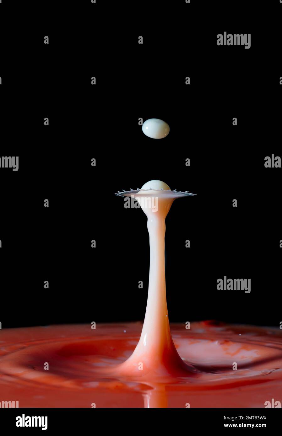 image of collision of drops of milk falling on a background of water ...