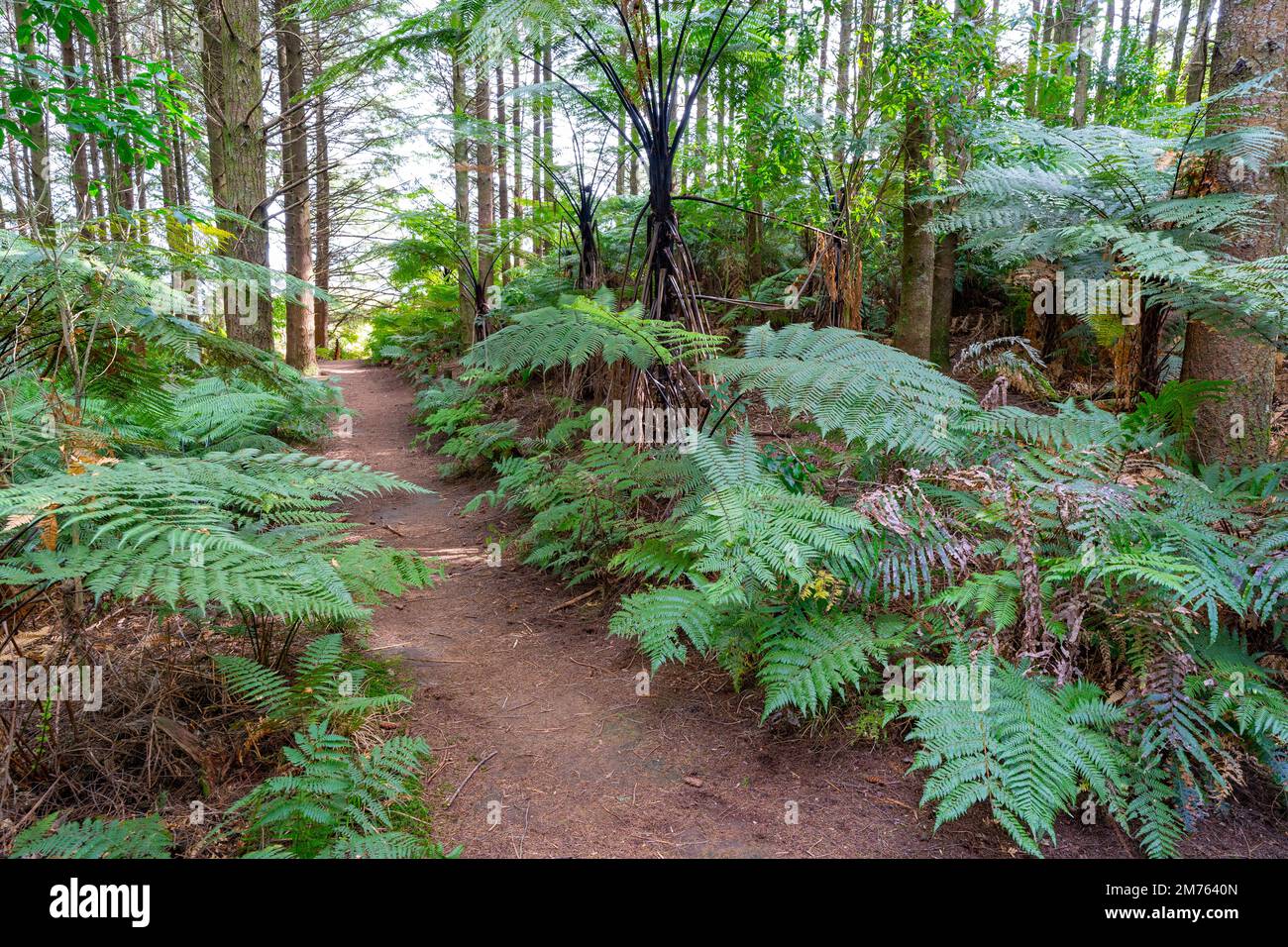Whakarewarewa forest in Rotorua, New Zealand featuring a collection of ...