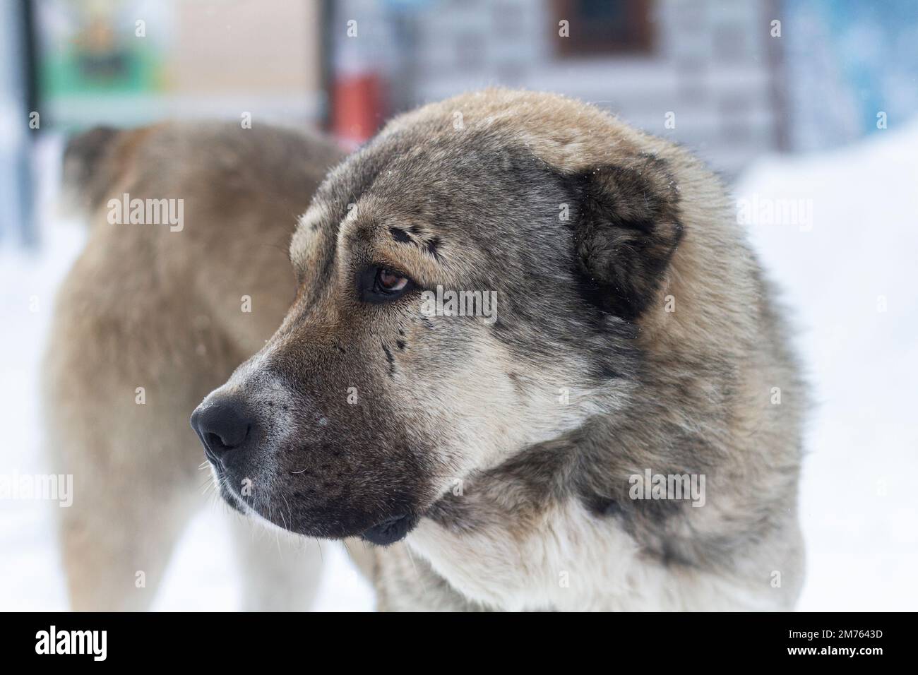 Caucasian shepherd dog side view hi-res stock photography and images ...
