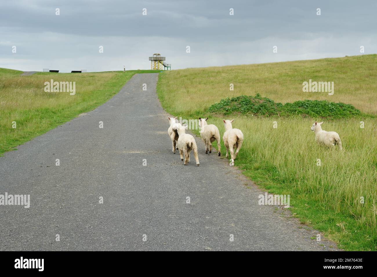 Sheep along the Puhinui Path in Puhinui Reserve, Auckland, New Zealand ...
