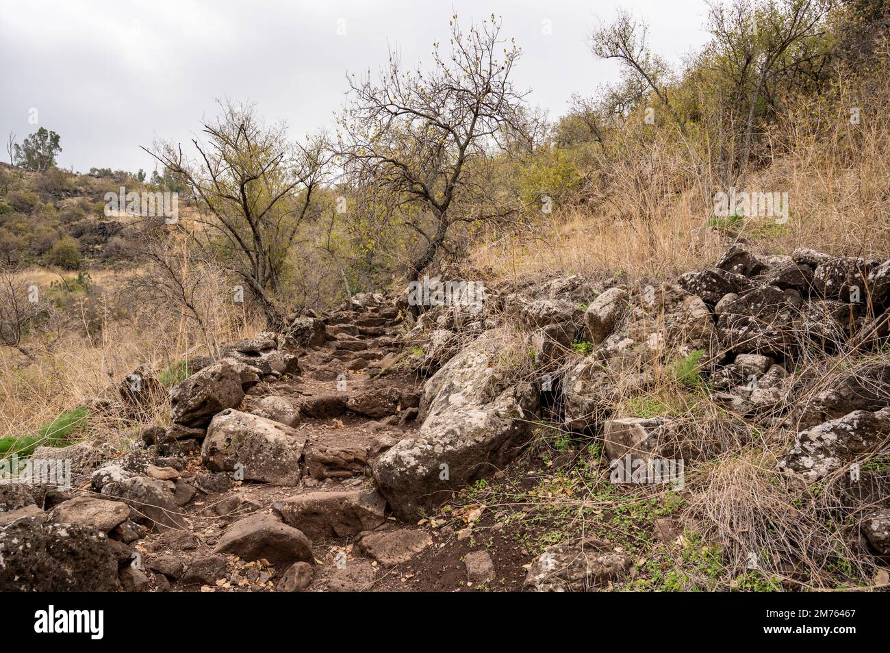 The Yehudiya Forest Reserve is a nature reserve in the central Golan ...