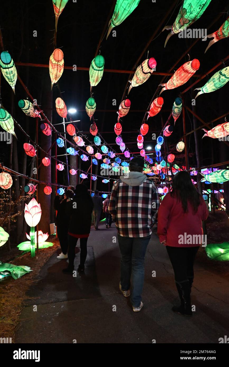 Visitors follow the corridor of glowing lanterns to the annual Chinese ...