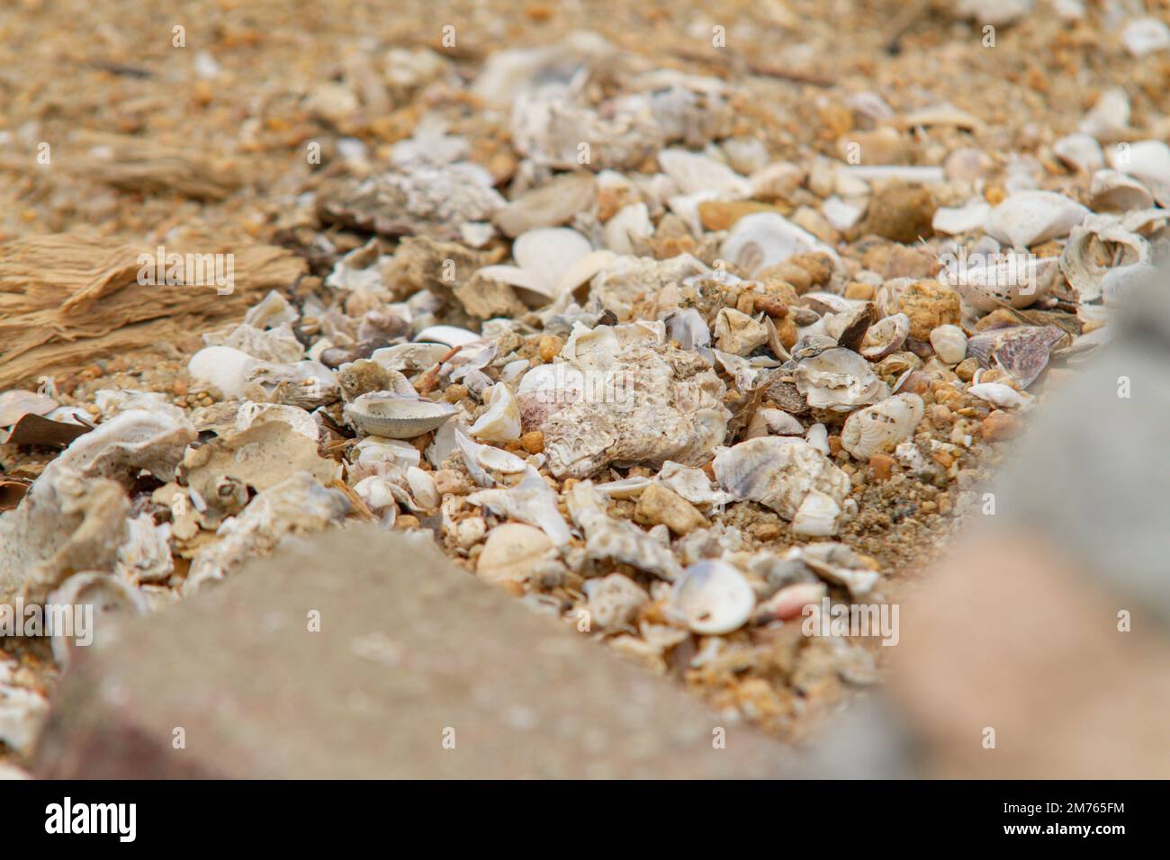 Sand with shells on a beach in Rio de Janeiro Stock Photo - Alamy