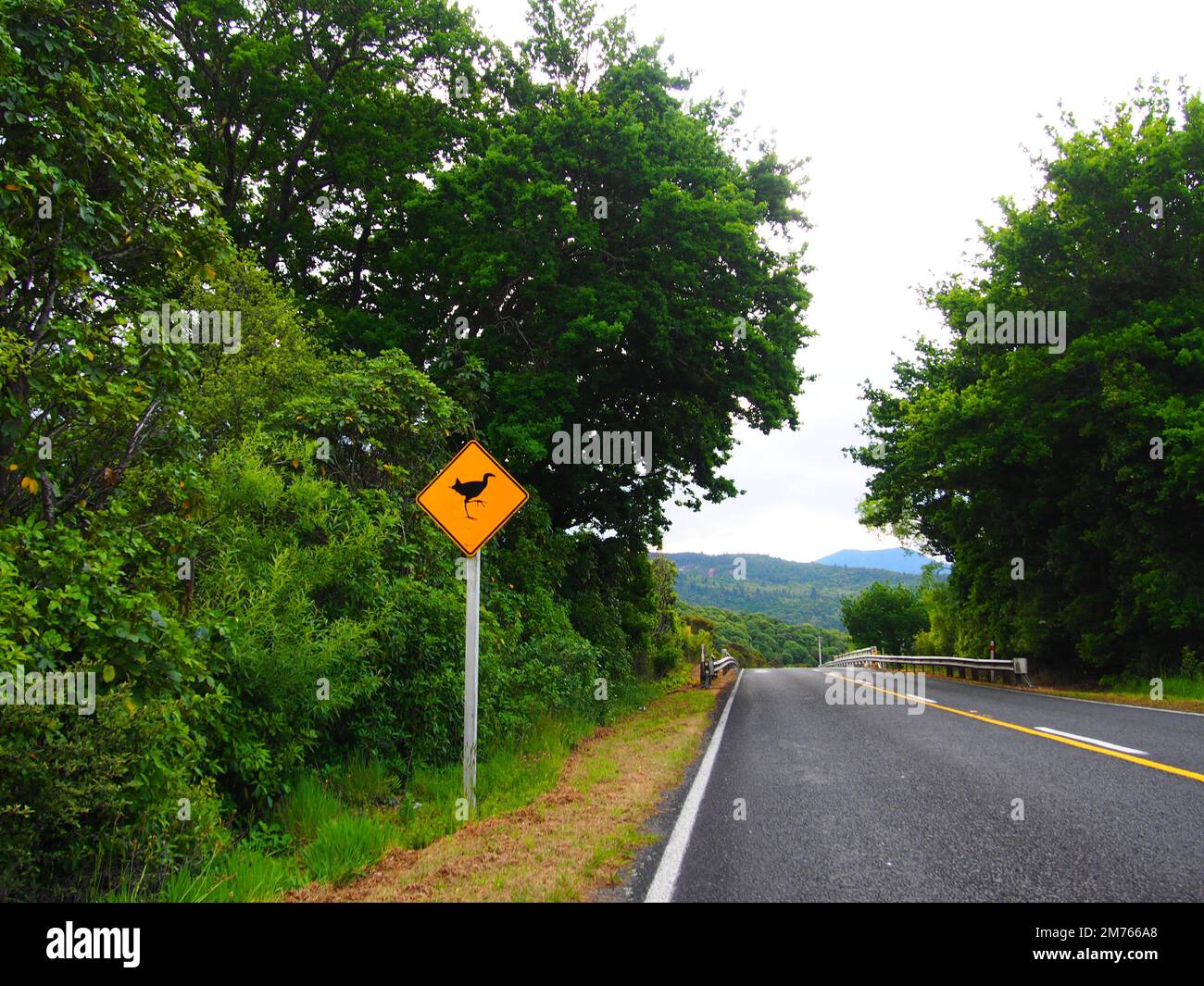 A natural view of a road with kiwi signage in Pukeko, New Zealand Stock ...
