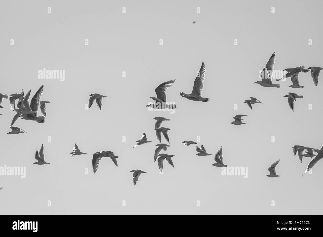 Birds flying winter Black and White Stock Photos & Images - Alamy