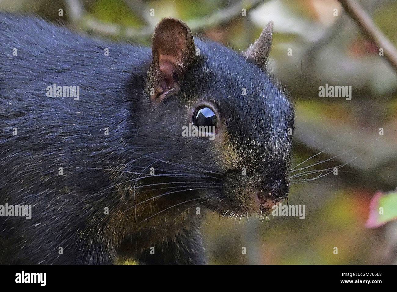 Squirrel face to face hi-res stock photography and images - Alamy