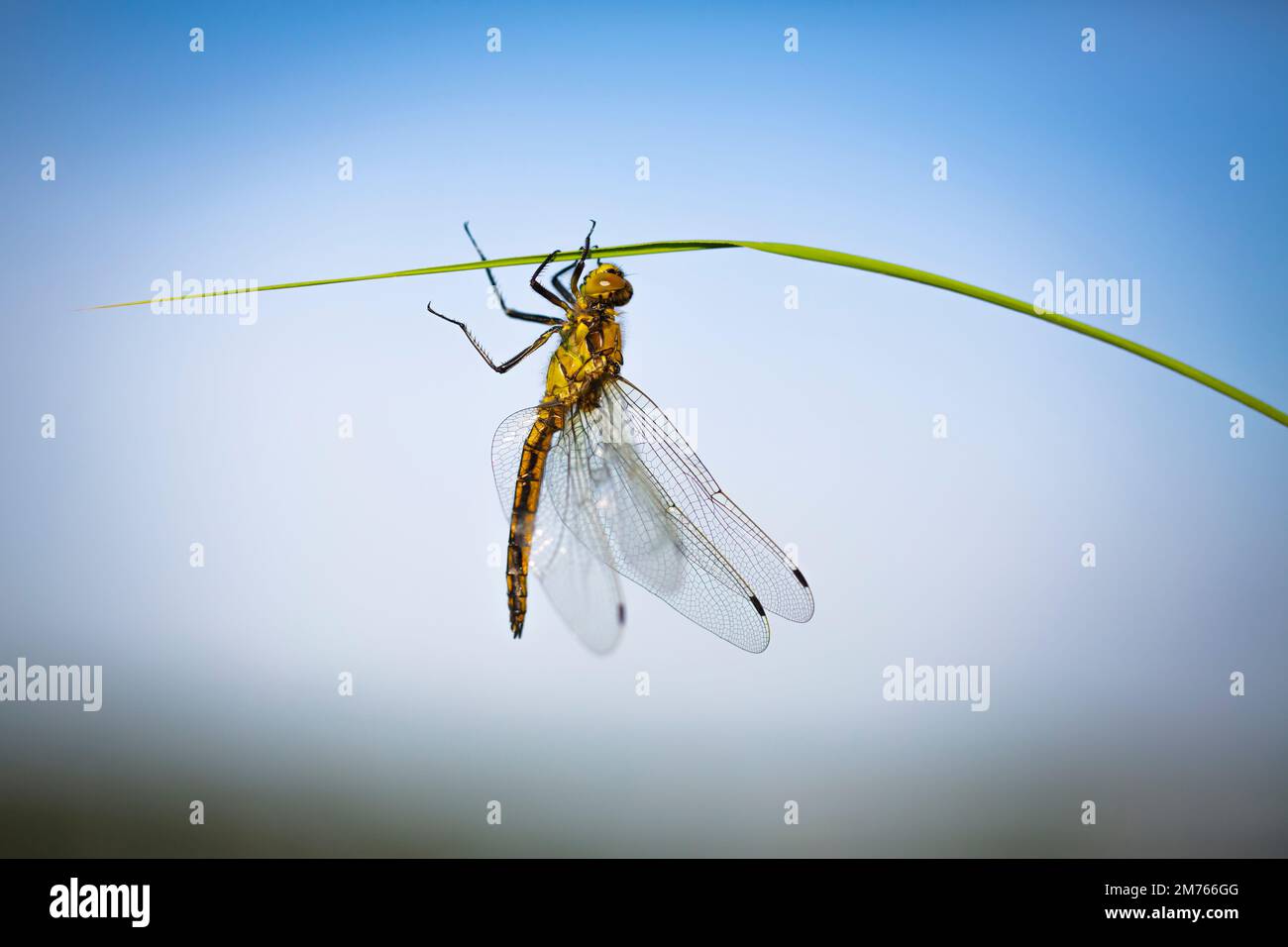 Dragonfly details plant hi-res stock photography and images - Alamy