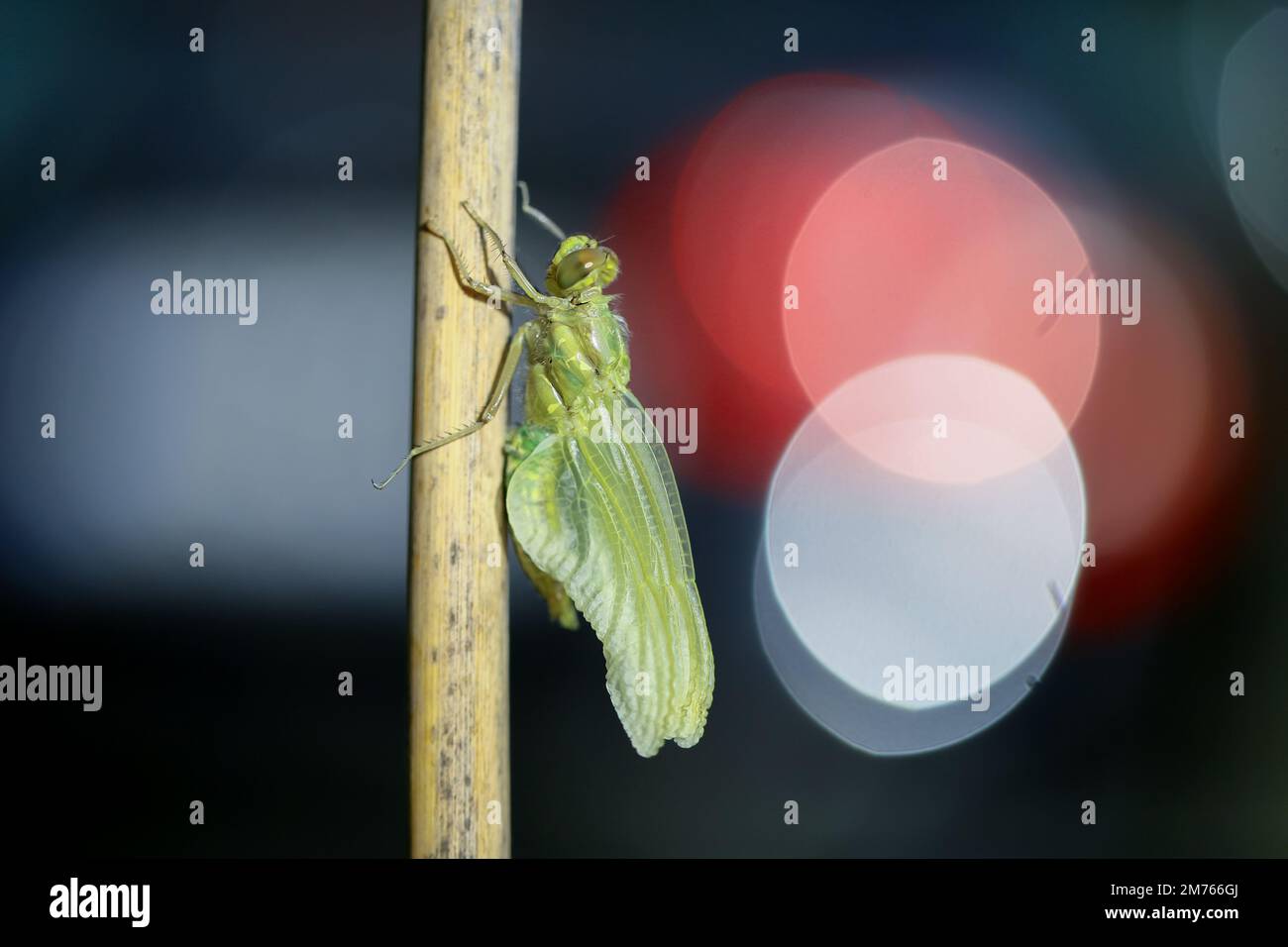 Turns red and yellow hi-res stock photography and images - Alamy