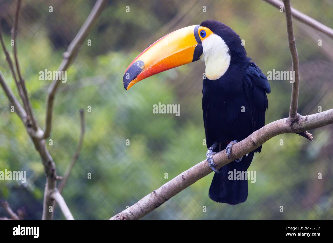 Toco toucan [ Ramphastos toco ] at Paington Zoo, Paington, Devon, UK ...