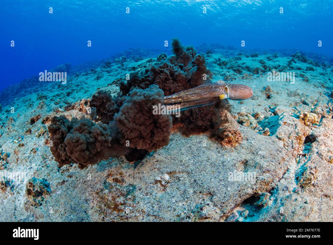 This day octopus, Octopus cyanea, is releasing an ink cloud in an ...