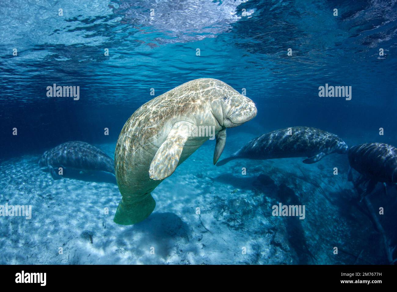 Endangered Florida Manatee, Trichechus manatus latirostris, at Three ...