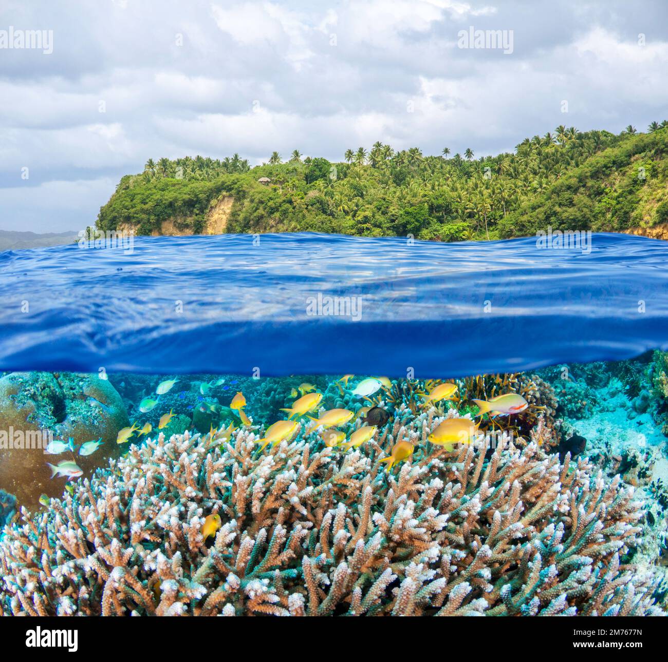 A split scene with a shallow hard coral reef below and coconut palm ...