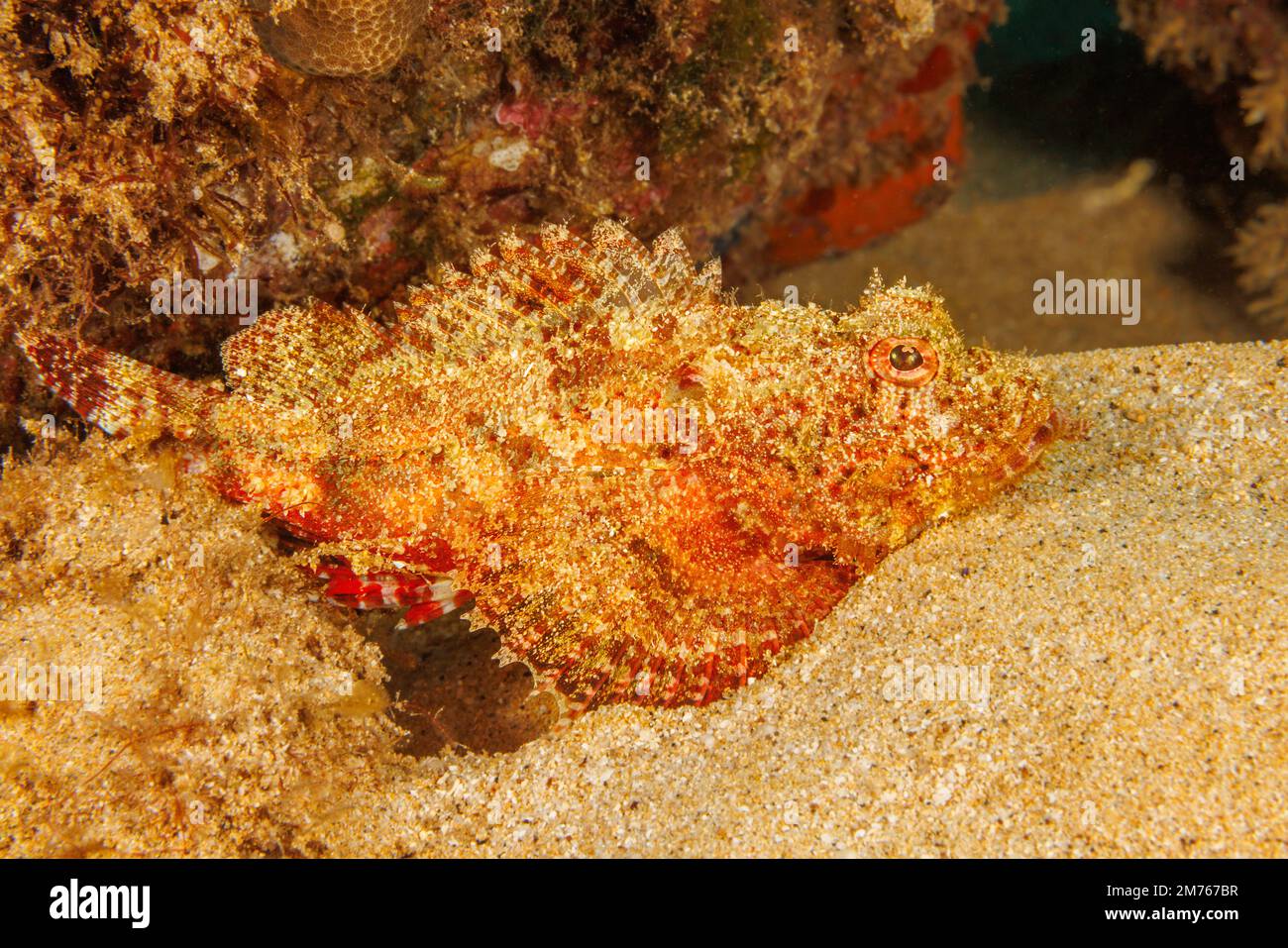The shortsnout scorpionfish, Scorpaenopsis brevifrons, is 6 inches long ...