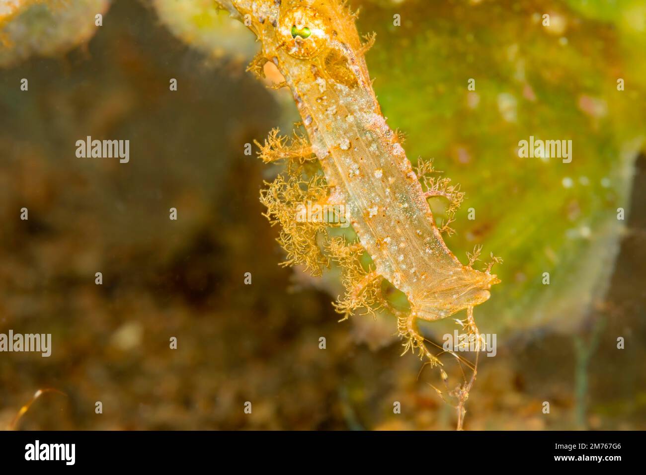 Rare lobsters hi-res stock photography and images - Alamy