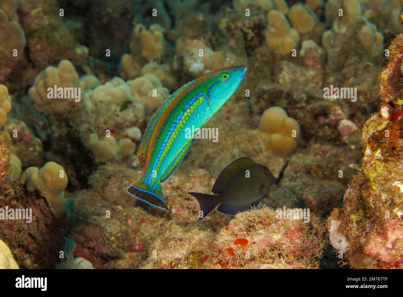 Pseudojuloides hi-res stock photography and images - Alamy