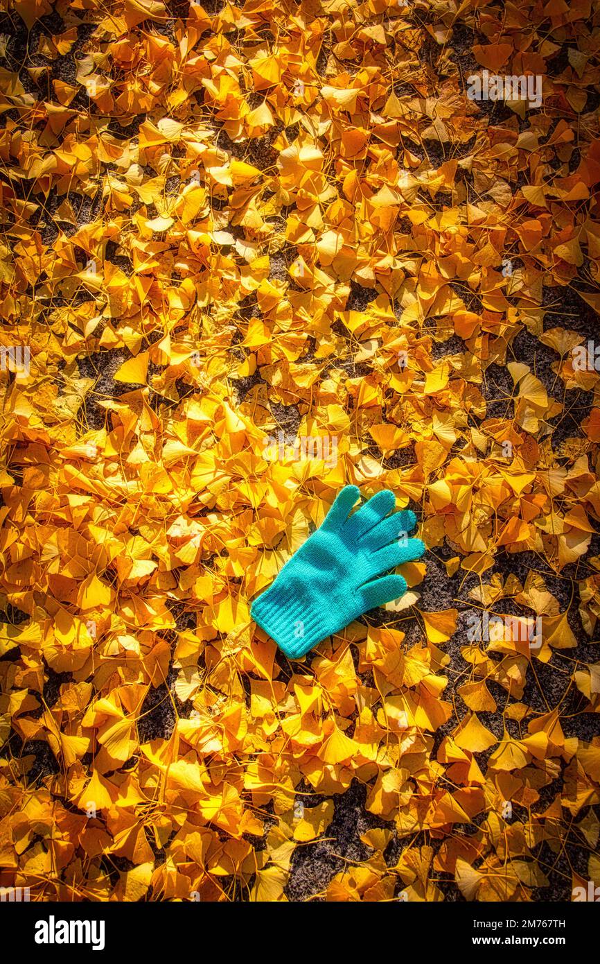 Blue Glove On Ginko Leaves Stock Photo - Alamy