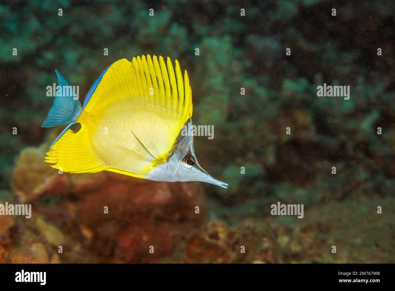 The forcepsfish or longnose butterflyfish, Forcipiger flavissimus, has ...