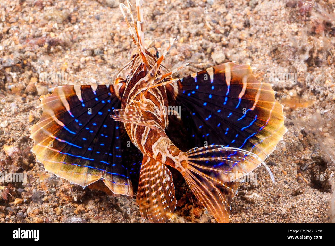 The rare deep water blackfin lionfish, Parapterois heterura, is also ...