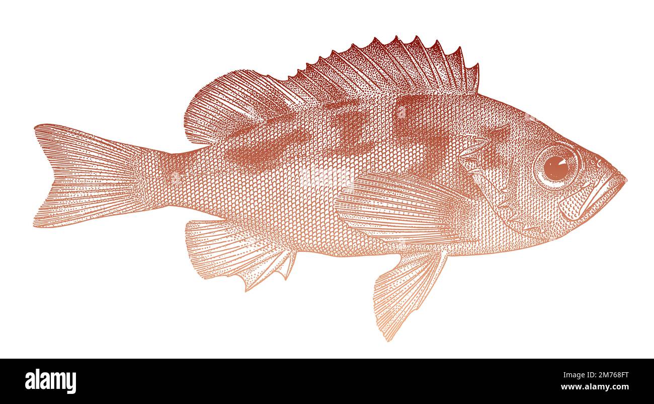 Seaperch Stock Vector Images - Alamy