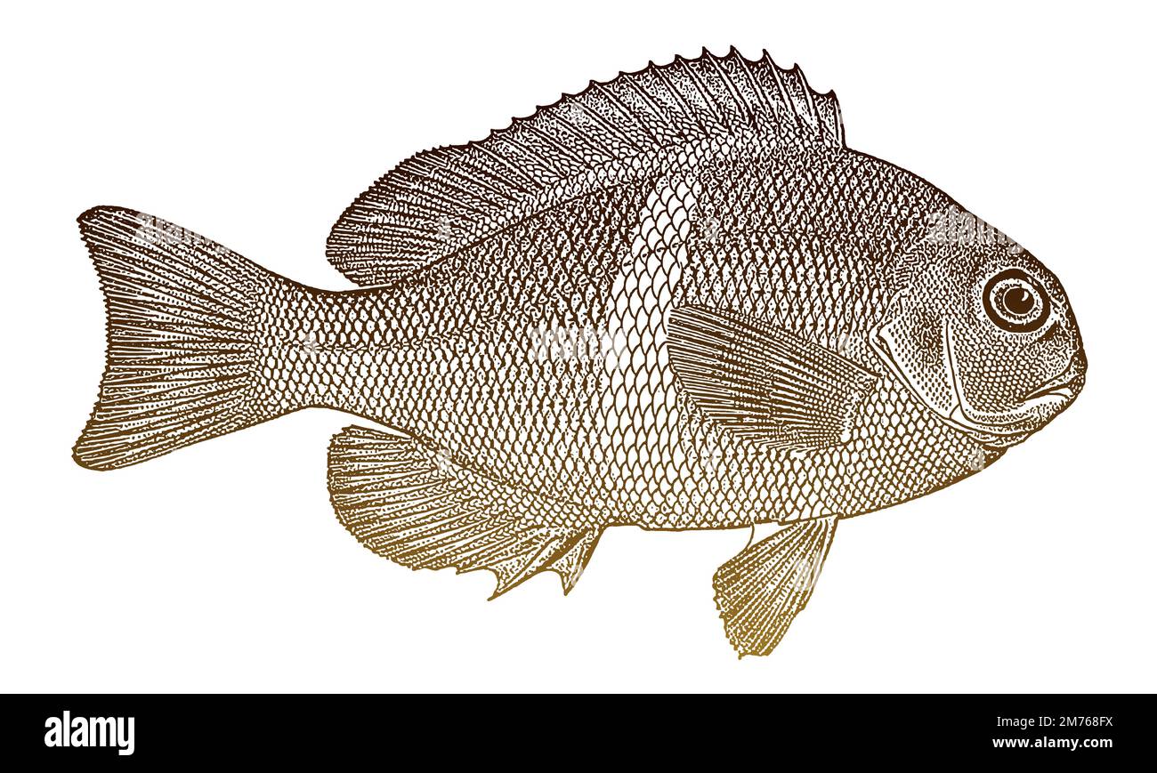 Rudderfish Stock Vector Images - Alamy