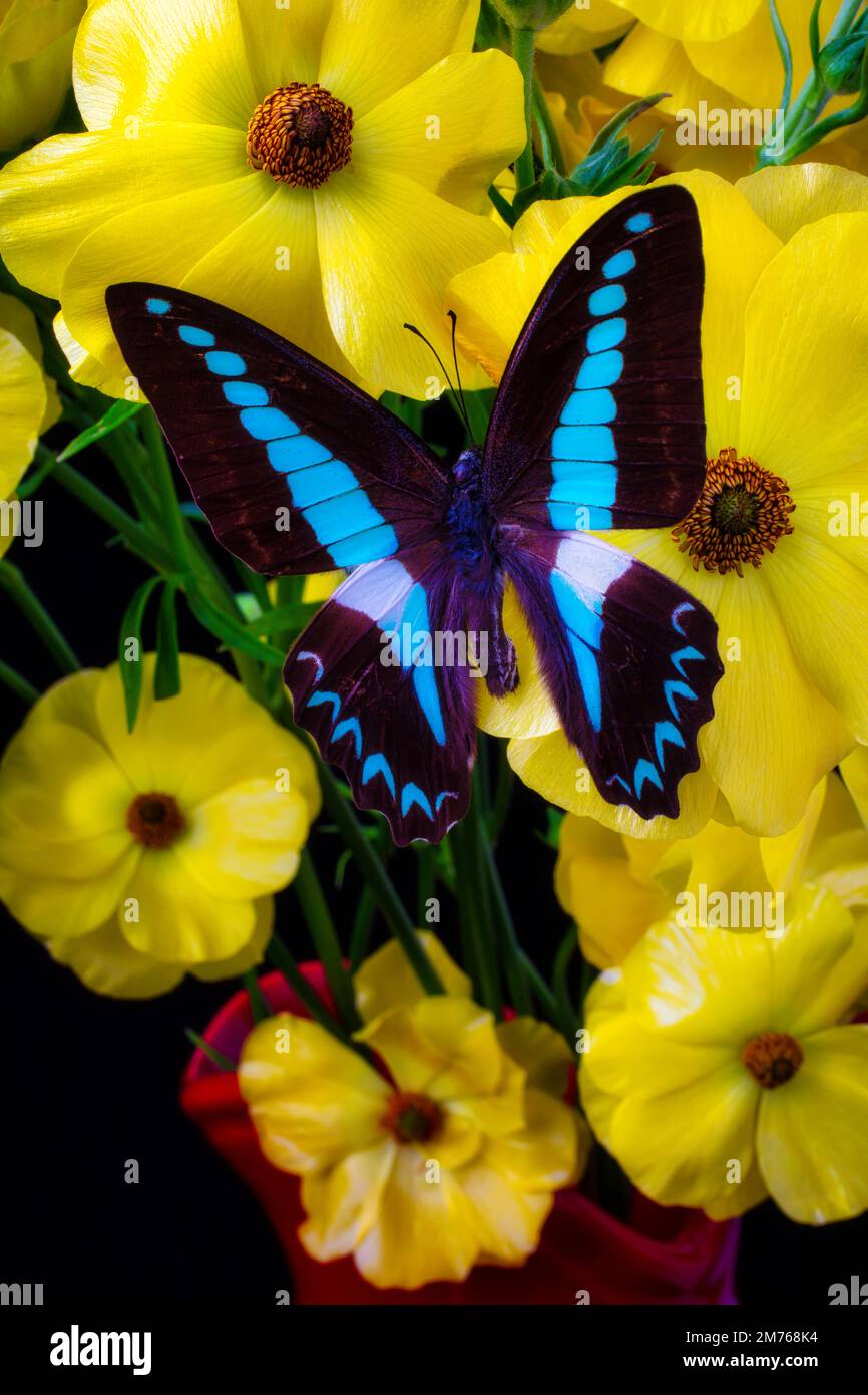 Ranunculus And Blue Butterfly Stock Photo - Alamy