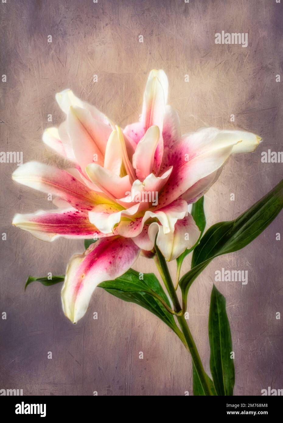 Oriental double lily hi-res stock photography and images - Alamy