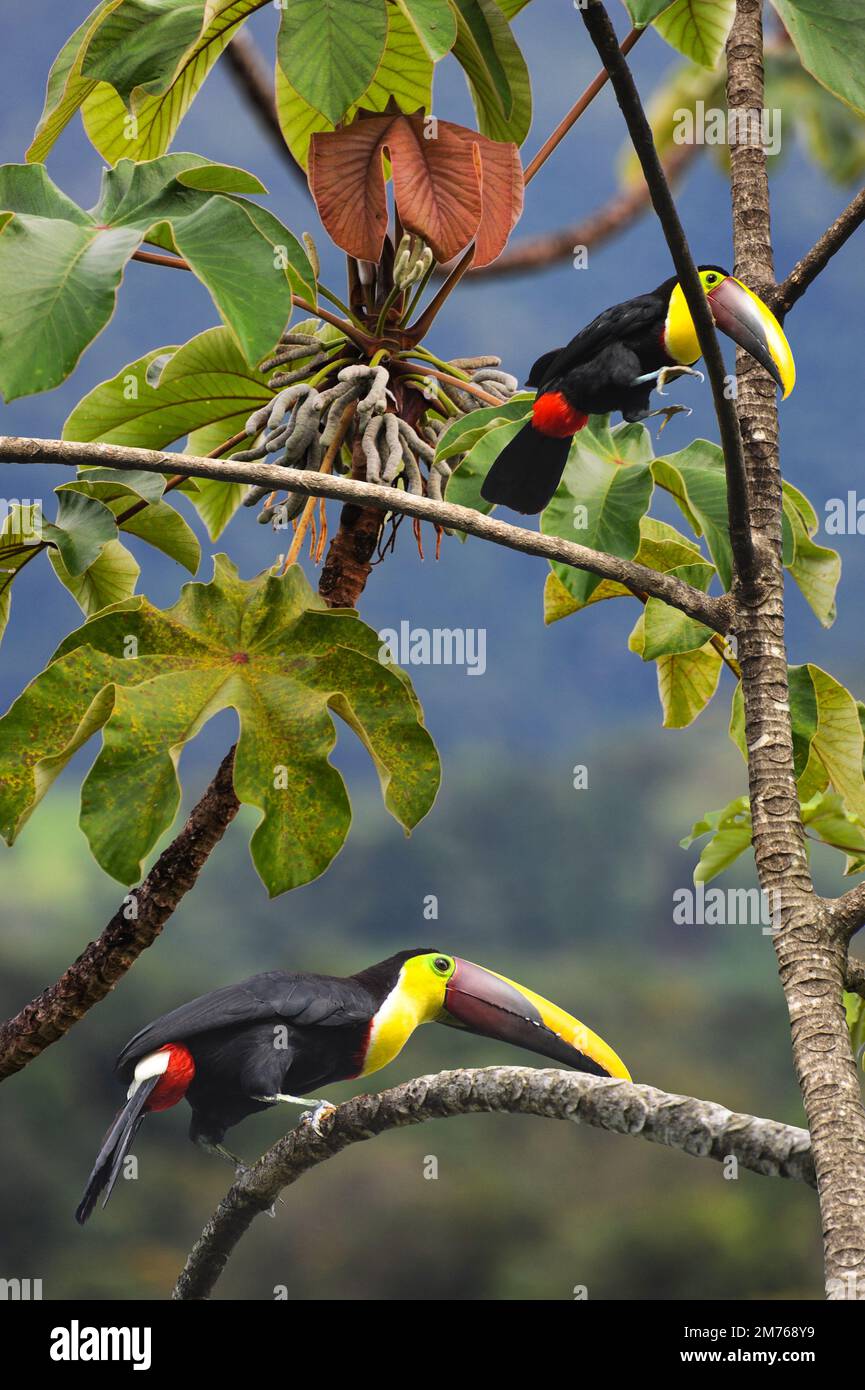 Breathtaking view two tree hi-res stock photography and images - Alamy