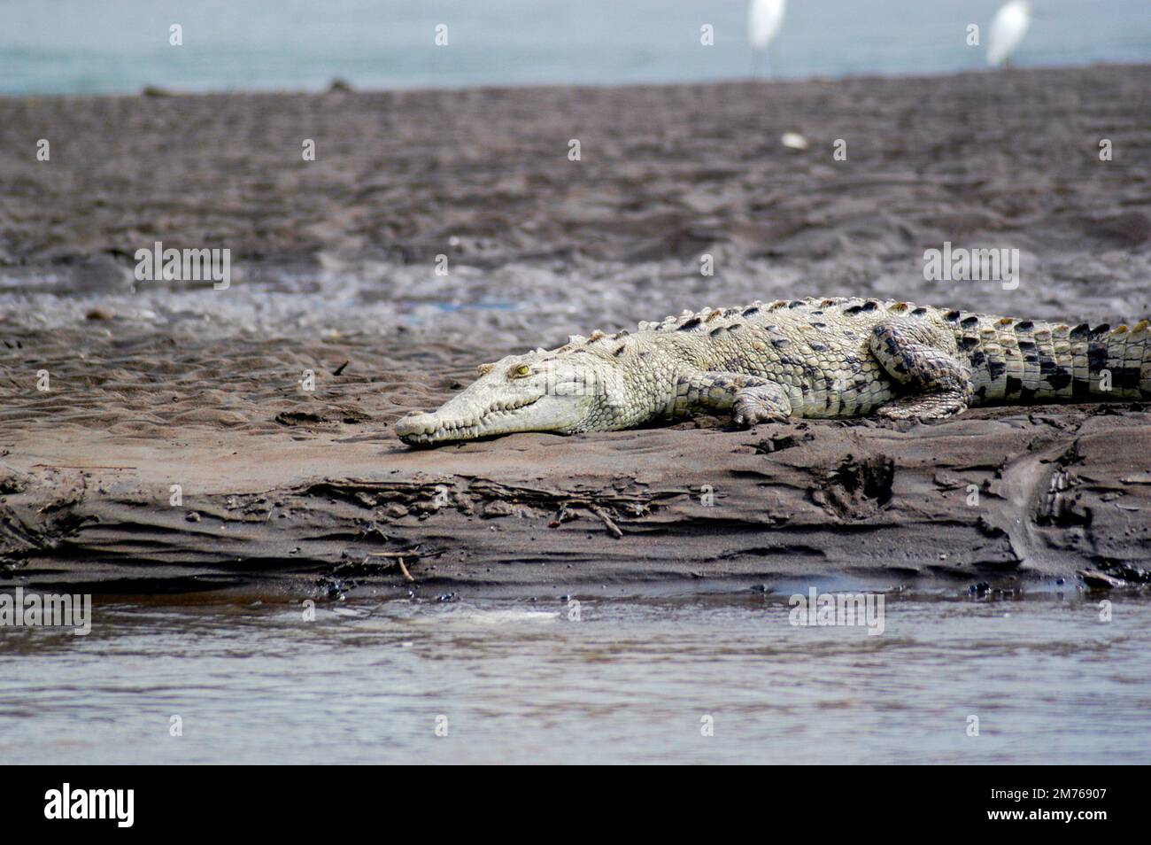 Crocodile sitting on the mud banks of a river in Costa Rica waiting for ...