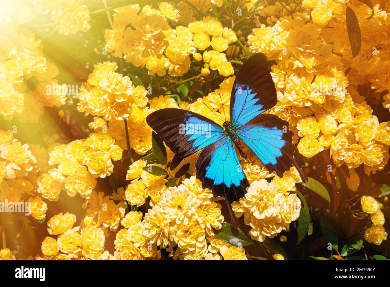 Blue Butterfly In The Roses Stock Photo - Alamy