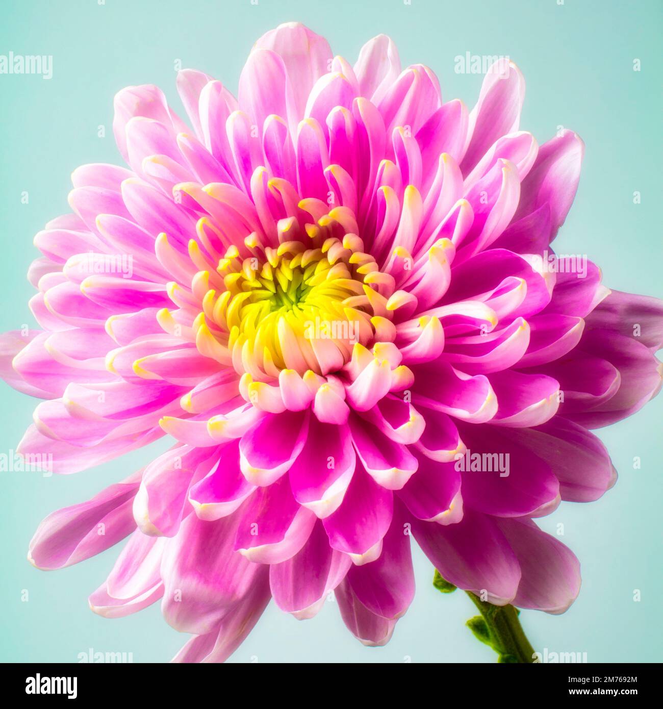 Bold pinks hi-res stock photography and images - Alamy