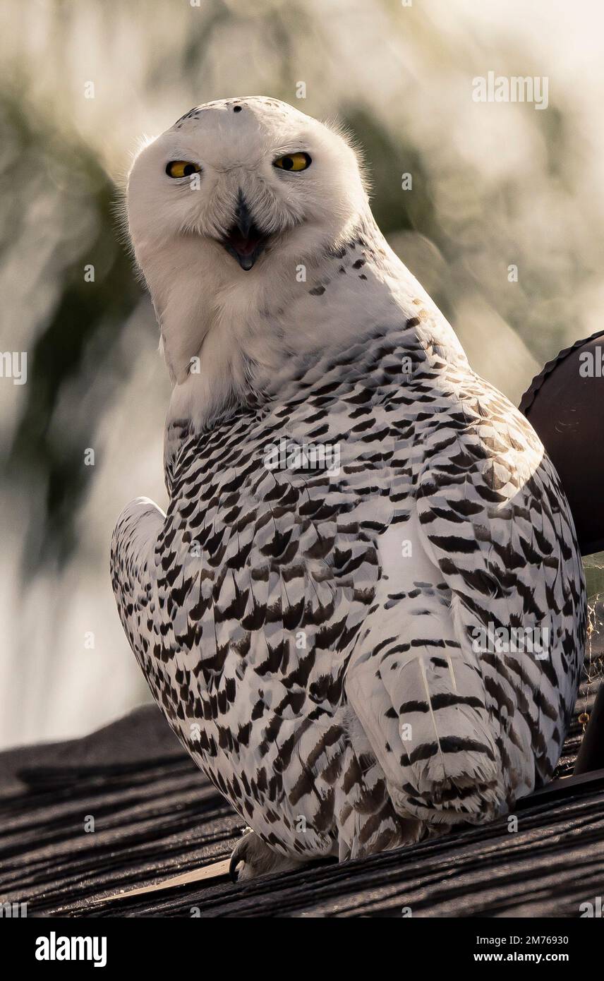 Snowl owl hi-res stock photography and images - Alamy