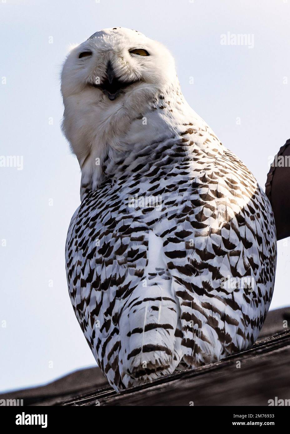 Snowl owl hi-res stock photography and images - Alamy