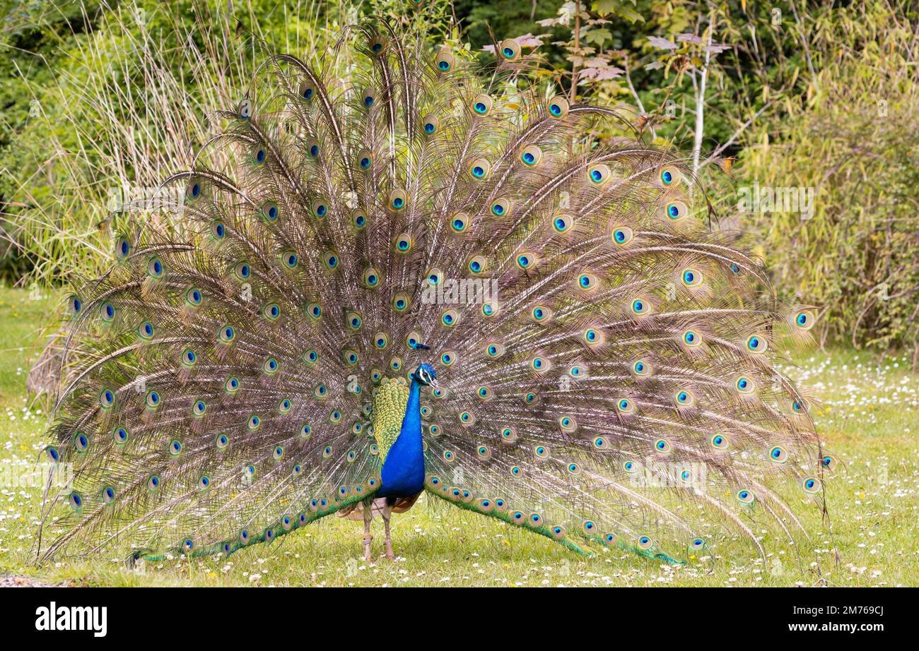 Male Blue [ or Indian ] Peafowl [ Pavo cristatus ] displaying Stock ...